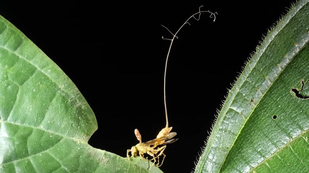 Ze Frank Takes an Amusing Look at Parasitic Fungi