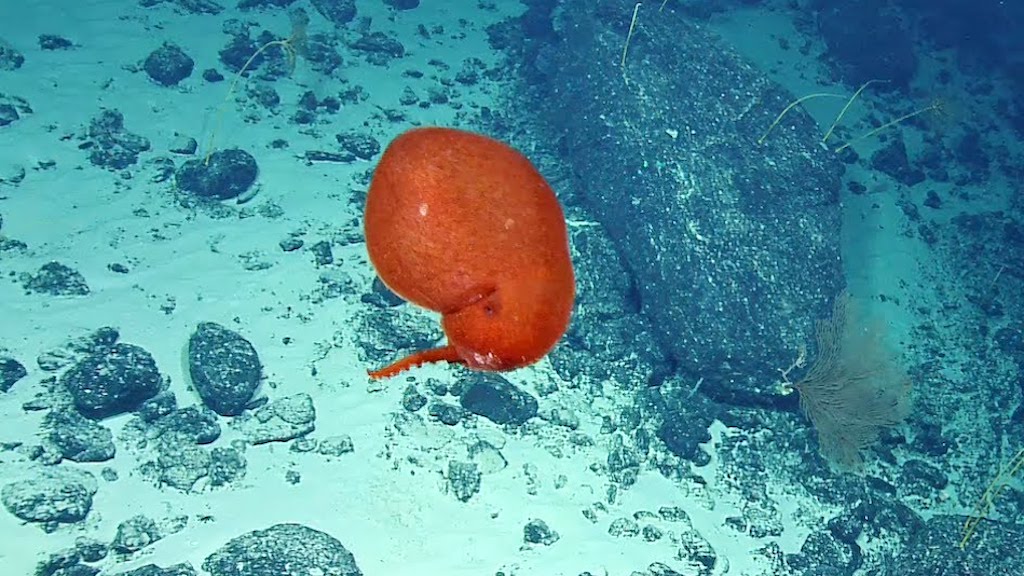 Little Octopus Climbing Over Rock by Parry Gripp