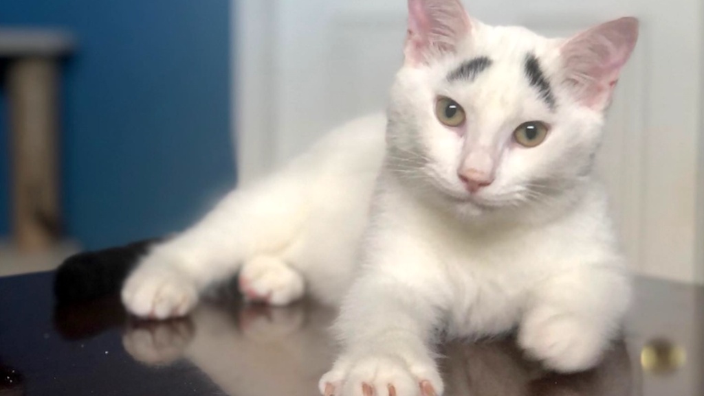 A Quirky White Cat With Expressive 'Eyebrows'