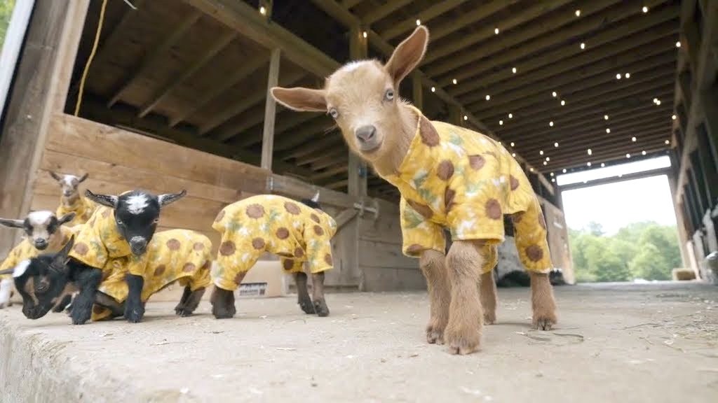 Baby Goats Wearing Sunflower Pajamas Gleefully Romp Around a Barn