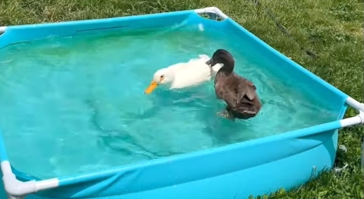 Disabled Ducks Find a Lifelong Friend in Each Other