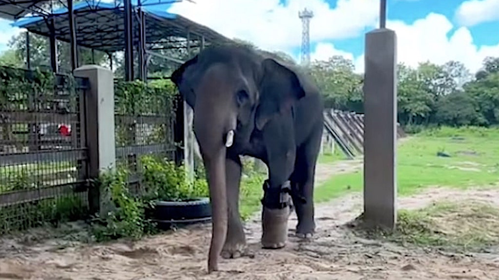Elephant Gets New Prosthetic For His Missing Foot