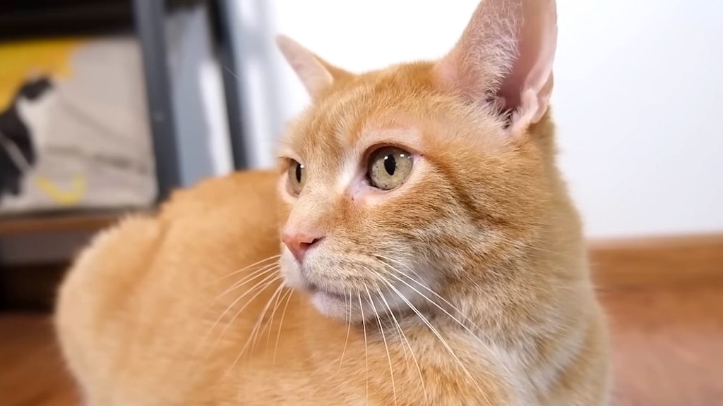 Interesting Facts About Orange Cats