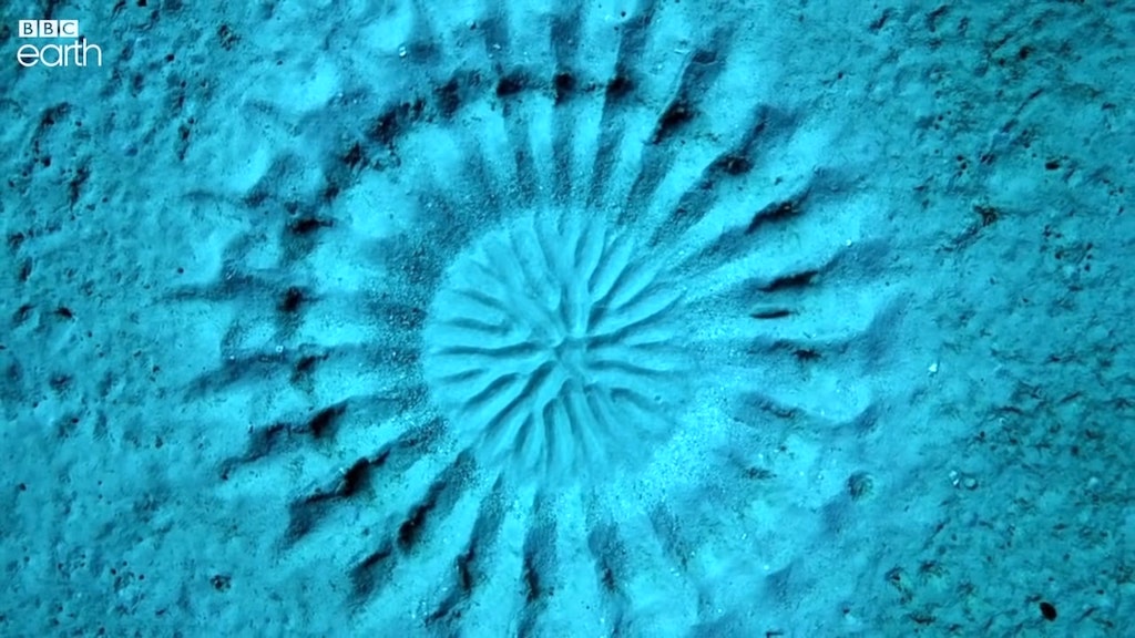 Male Puffer Fish Constructs Underwater Sand Mandala to Attract Mate