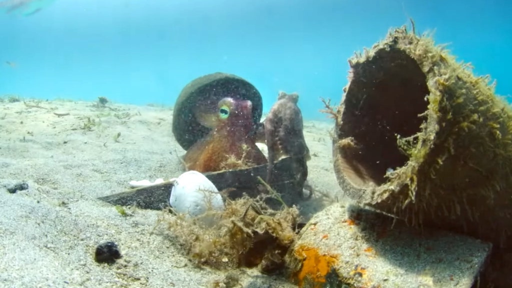 Robotic Octopus Helps Octopus Hide From Predators