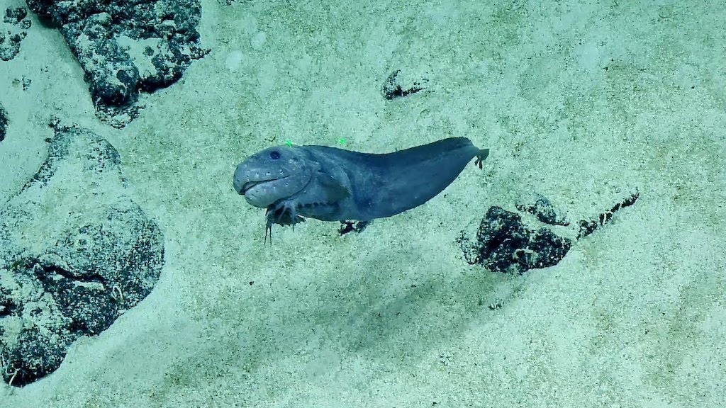 Laughing Squid