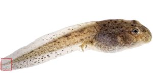 A Series of Remarkably Realistic 1:12 Scale Food Miniatures Made Out of ...