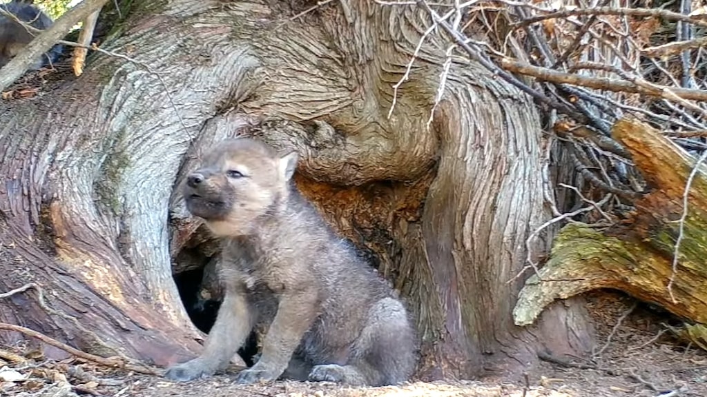 An Adorable Compilation of Wolf Pups Trying to Howl
