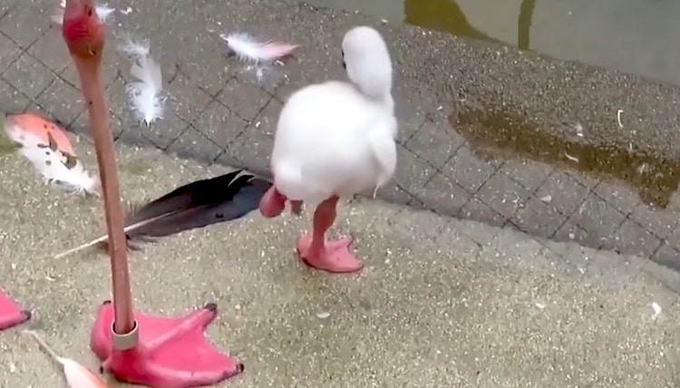 Tiny Baby Flamingo Learns How to Stand on One Leg