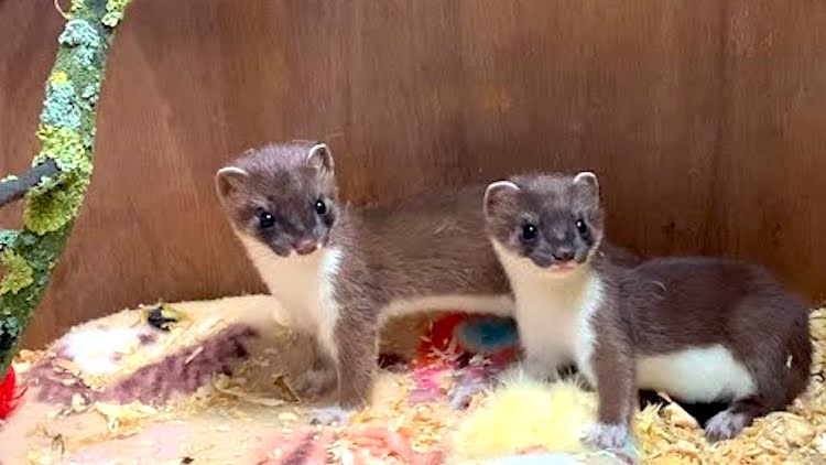 Two Tiny Baby Stoats Meet For the First Time
