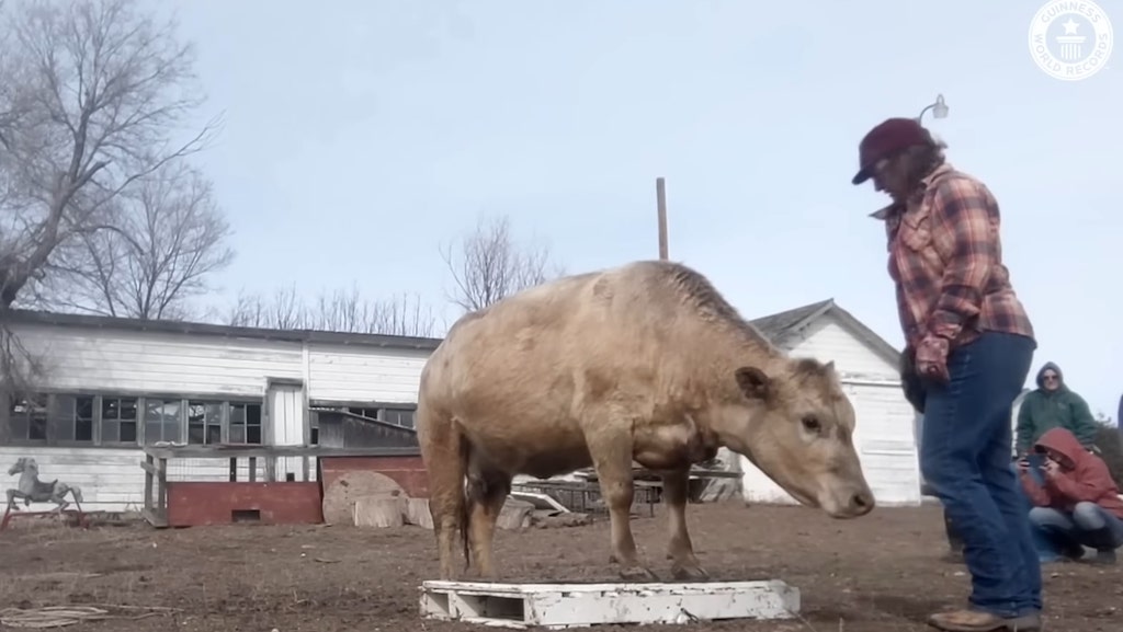 Nebraska Cow Sets Guinness World Record for Most Tricks in One Minute