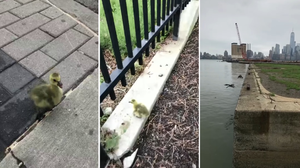 Thoughtful Men Reunite Lost Baby Goose With Family