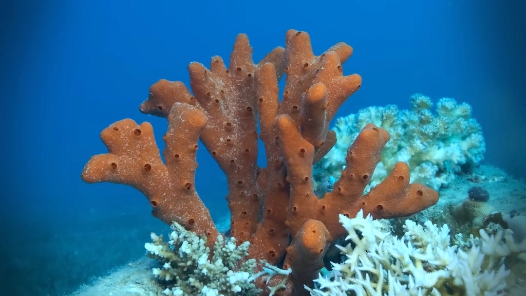 How Sponges Use Light to 'Think'