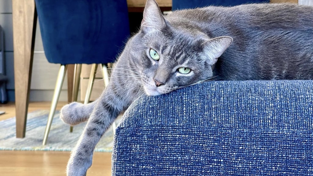 Speed Dating For Dogs