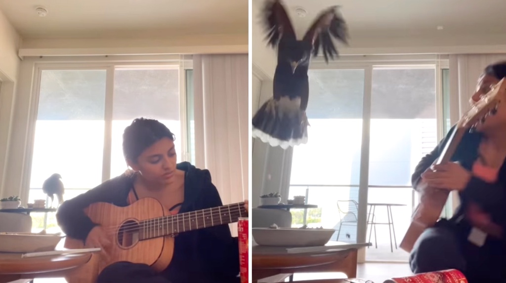 Wayward Hawk Flies in Through Window Startling Guitar Player and Her Dog