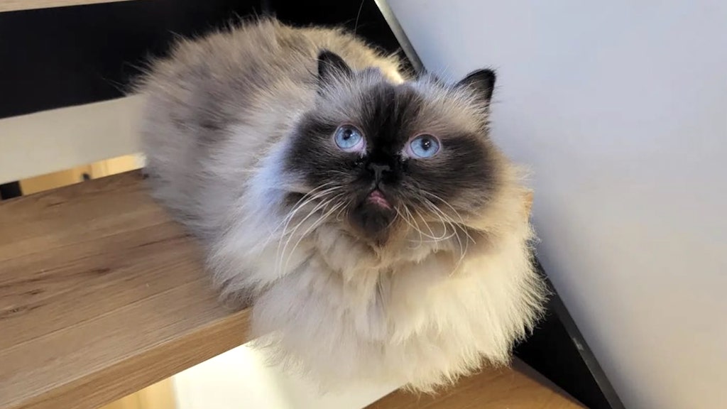 Rescued Munchkin Cat Greets Her Humans With 'Hello'