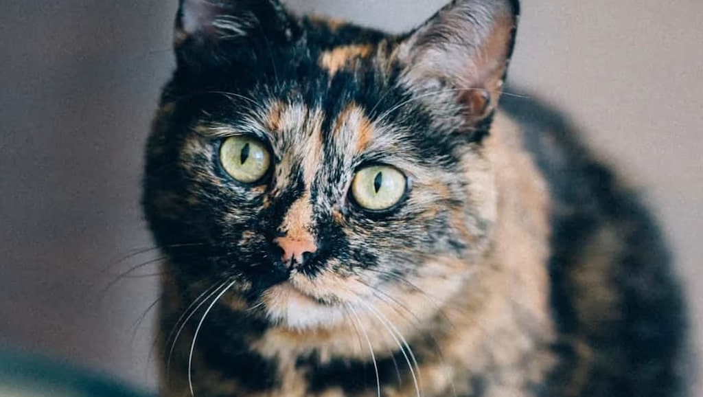 Captivating Facts About Tortoiseshell Cats