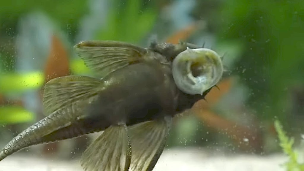 Ze Frank Humorously Examines Fish That Suck