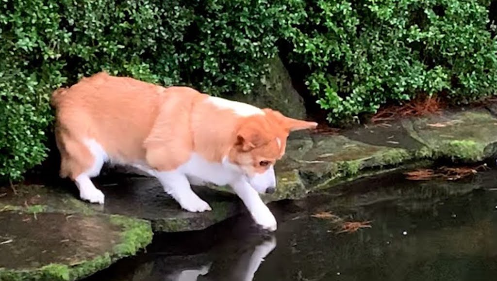 Little Corgi Falls Into Koi Pond While Visiting the Fish