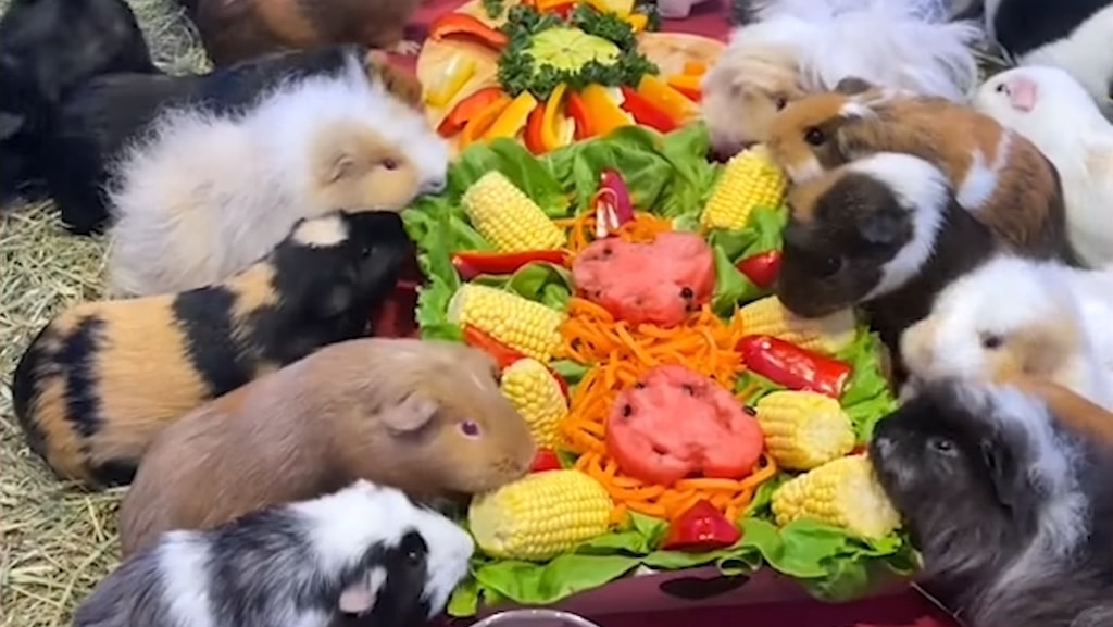Wonderful Couple Lovingly Prepares Lavish Feasts for Their 150 Guinea Pigs