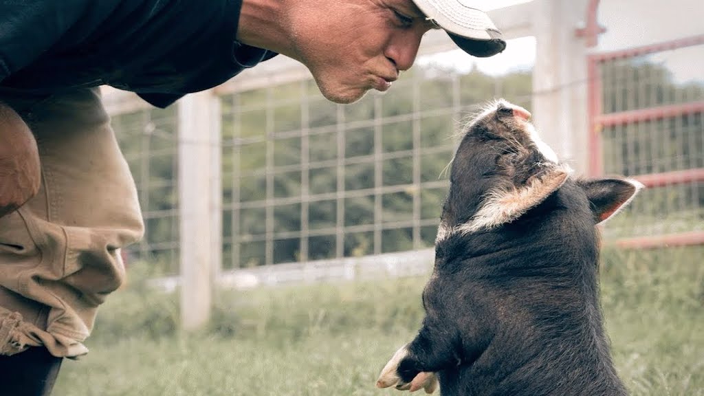 Disabled Pig Completely Captures Her Rescuer's Heart