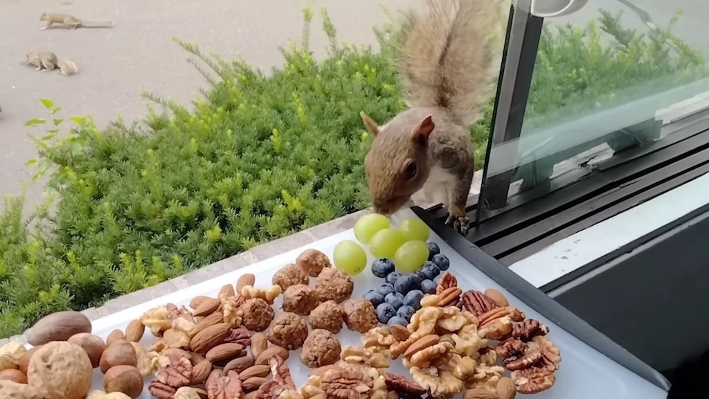 Squirrels Nervously Enjoy a Custom Charcuterie Board