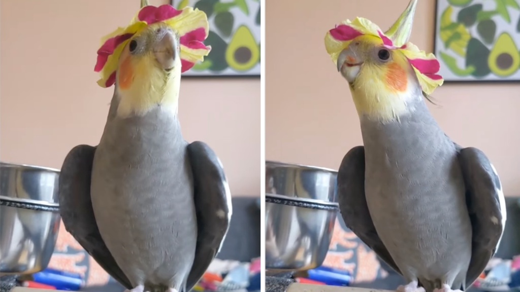 A Rhythmic Cockatiel Taps Out Beat With His Beak on a Toy Drum In ...