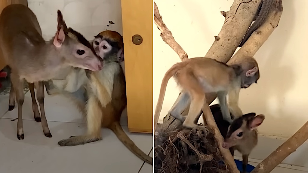 Orphaned Baby Monkey Finds Companionship With Baby Deer