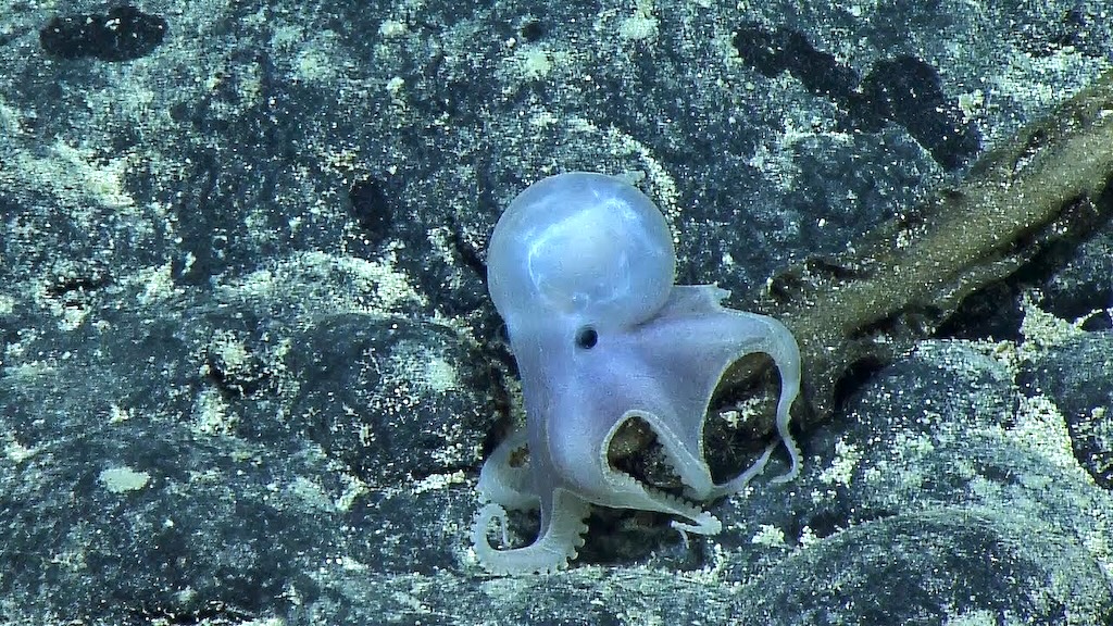 ROV Hercules Captures the Rare Sight of a Massive Number of Curled ...