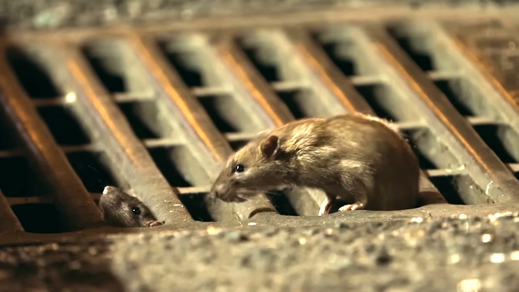 Why Rats Thrive in New York City
