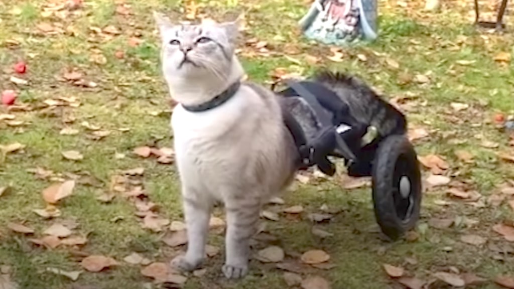 Paralyzed Cat Races Across Yard in Custom Wheelchair