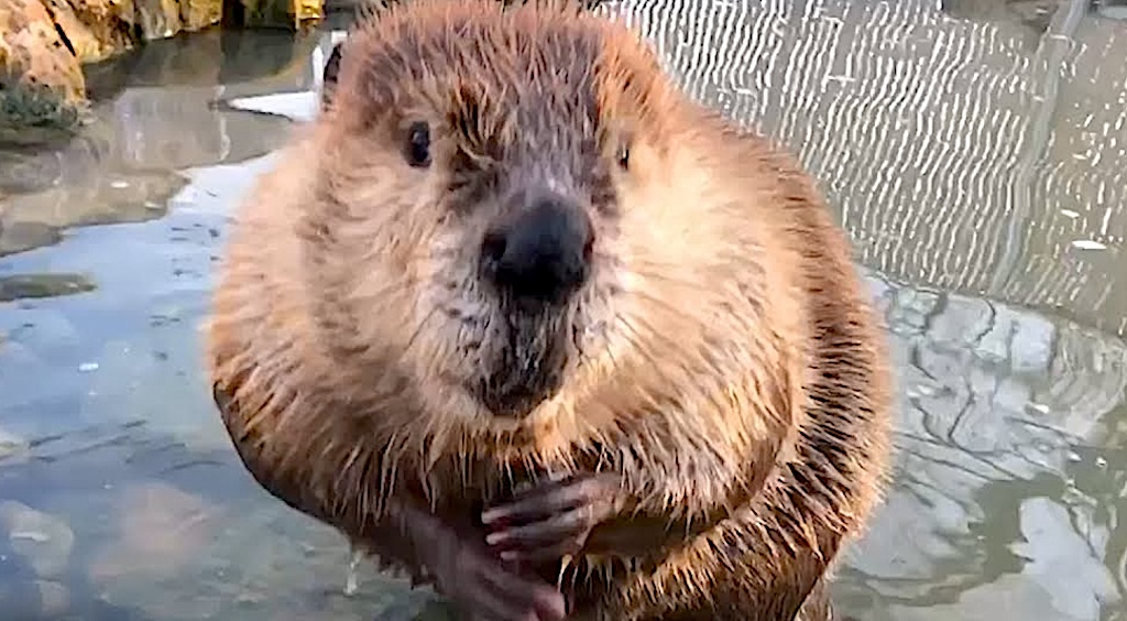 Bathtub Loving Beaver Gets His Own Pond