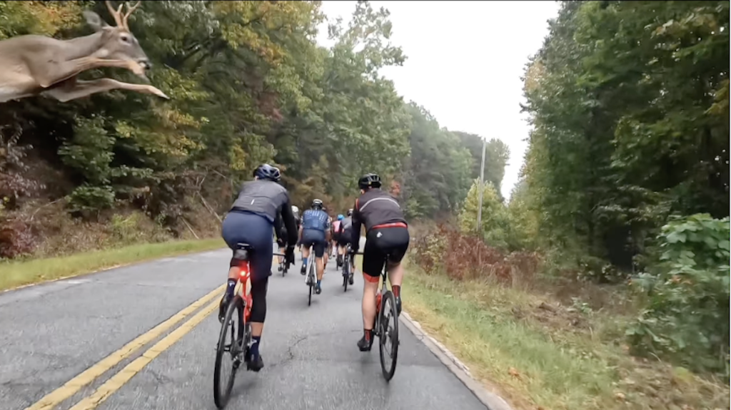 Athletic Deer Leaps Over a Moving Bicycle