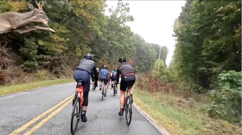 Athletic Deer Leaps Over a Moving Bicycle