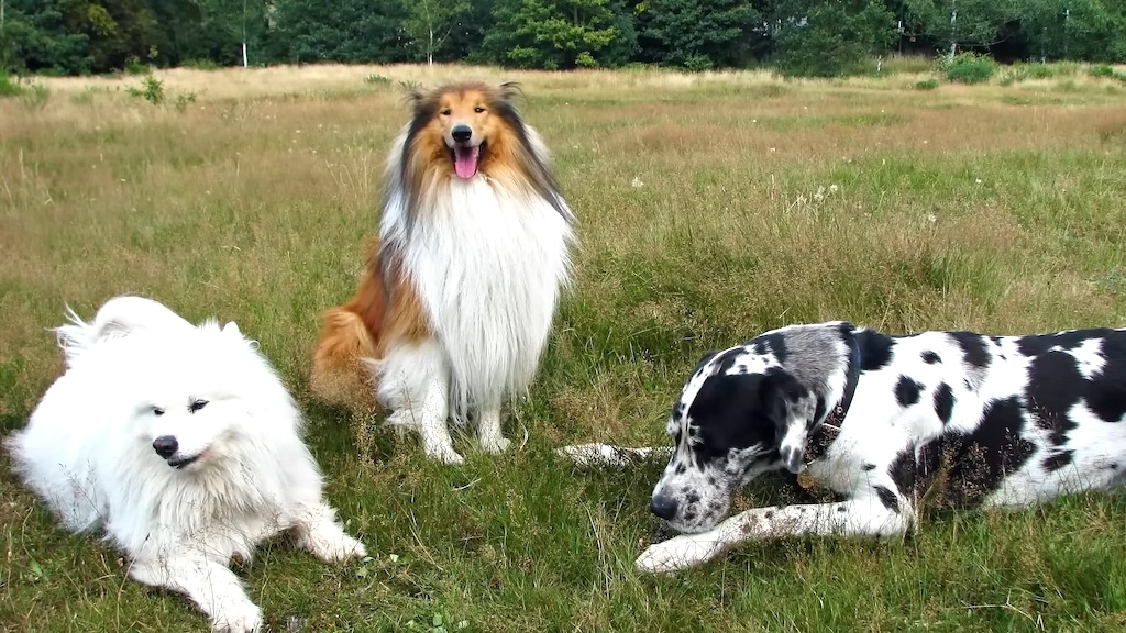 The Etymological Origins of Dog Breed Names