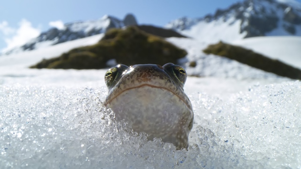 Male Frog Races Down the Slippery Swiss Alps to Breed