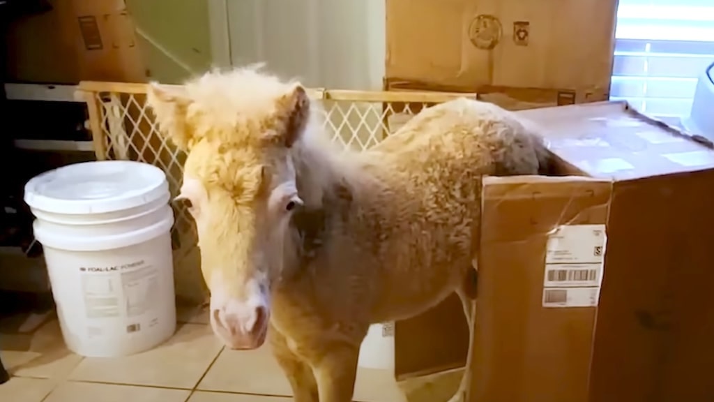 Rescued Baby Mini-Horse Is Quickly Outgrowing Her Human's House