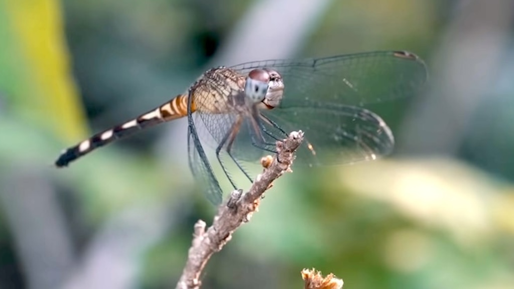 Studying the Extraordinary Evolution of Dragonflies