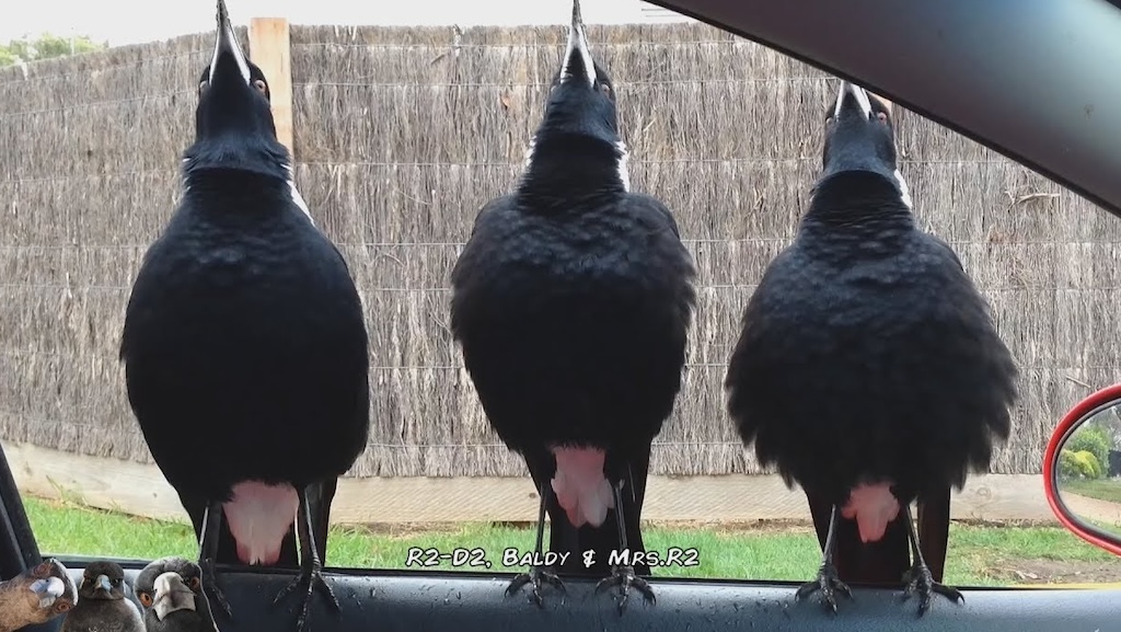 Three Australian Magpies Serenade Their Human