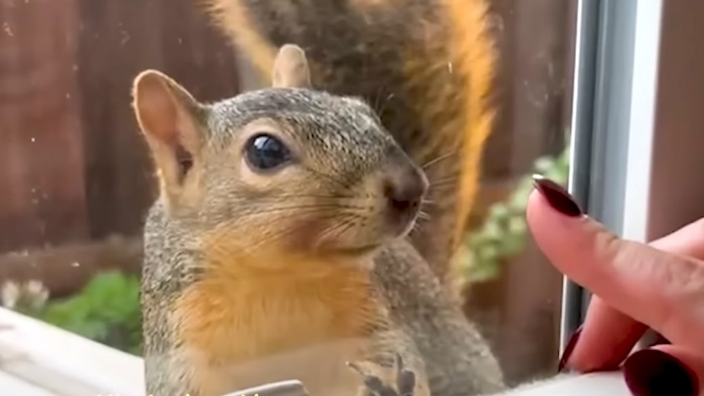 Released Squirrel Comes Back to Visit the Humans Who Saved Him by Knocking on Their Window