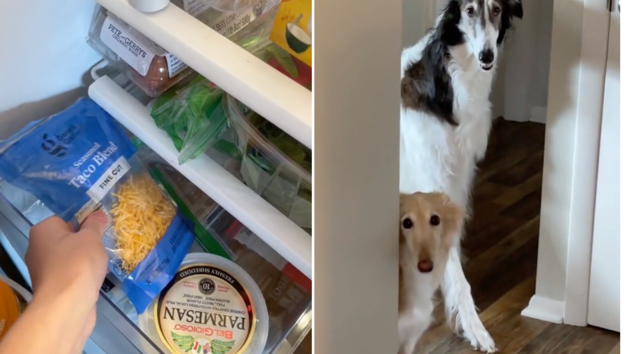 A Pair of Dogs Insist Their Human Pay the 'Cheese Tax'