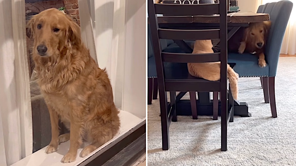 How To Tell If Your Dog Is Being Raised by Your Cat