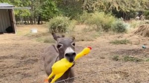 Fish Head, Steak, Lobster Claw, Chicken, Snake & Banana Slug Suckers