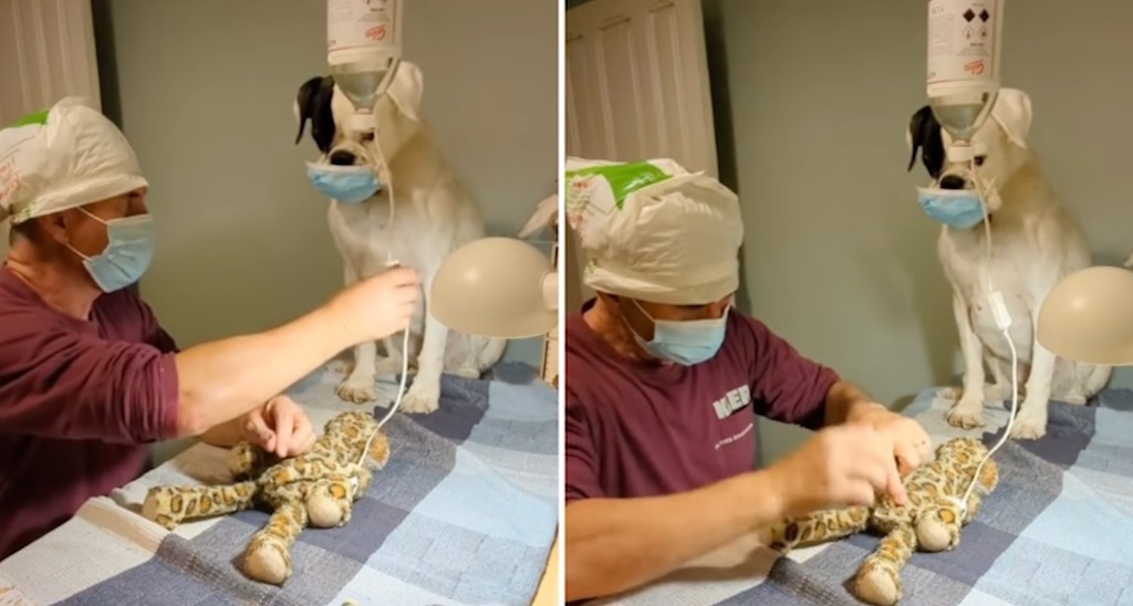 Man Performs Emergency Tail Replacement Surgery on His Dog's Favorite Toy