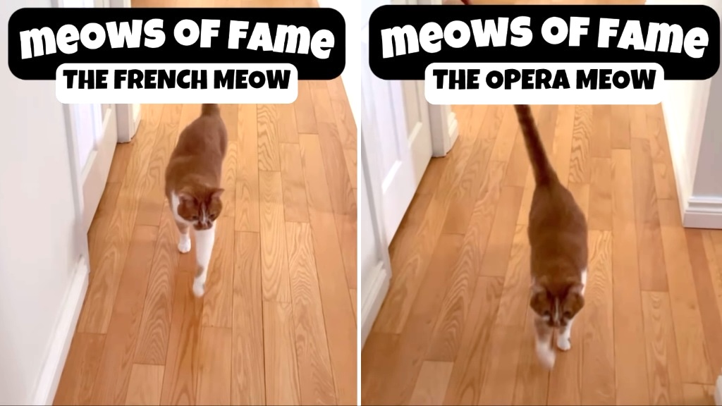 The Top Ten Meows of a Very Talkative Creamsicle Cat