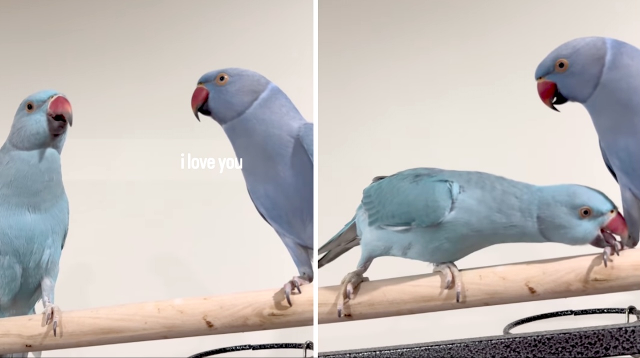 Parrot Makes a Squeaky Toy Noise When Squeezed