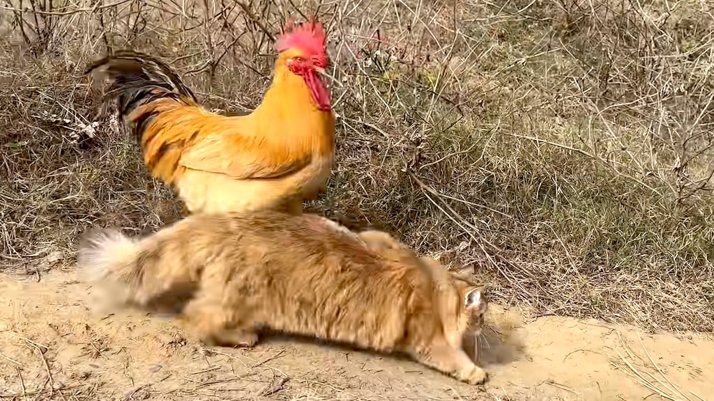 Cat Gives Her Rooster Friend a Big Hug After They Walk Together to the ...