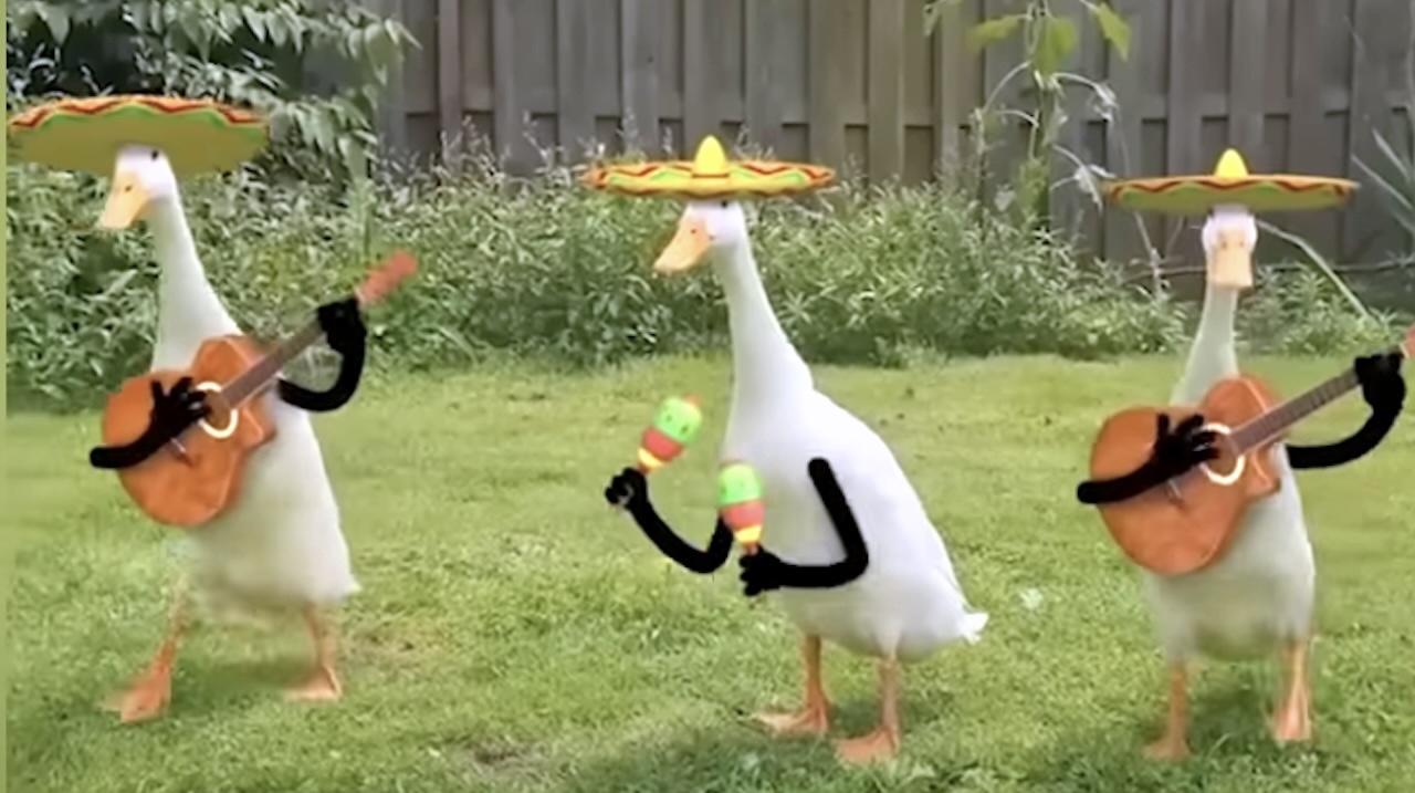 Funny Birds With Arms Doing Very Human Things