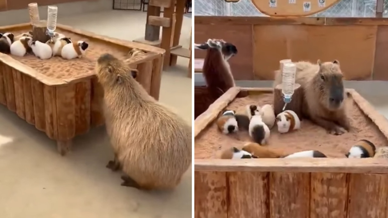 Giant Capybara Jumps Into Area With Guinea Pigs