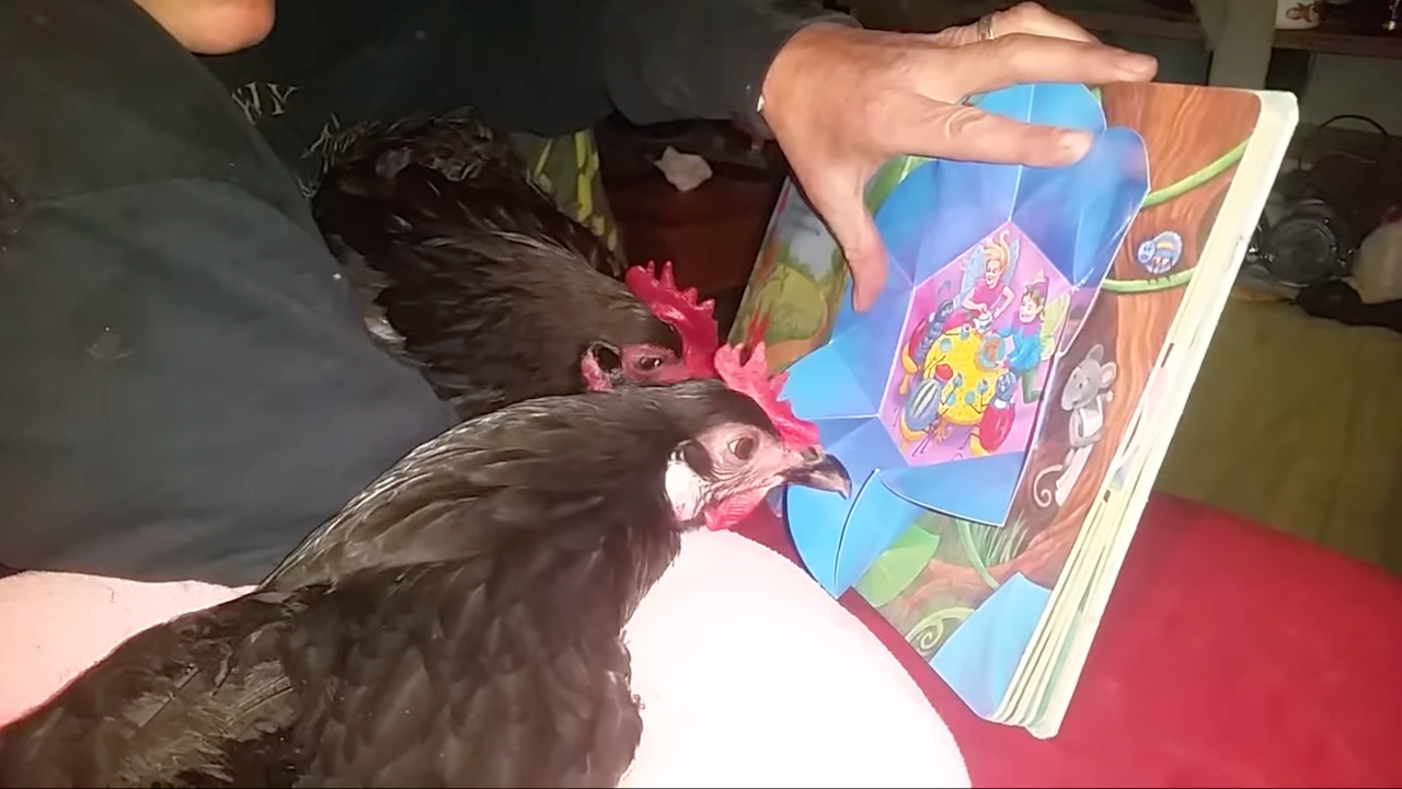 Two Disabled Chickens Listen Intently as Their Human Reads to Them From ...